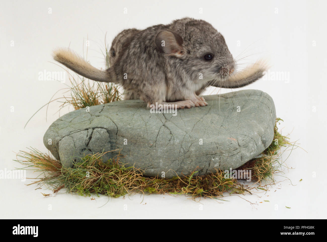 Two Chinchillas standing on a rock, one almost totally obscuring the ...