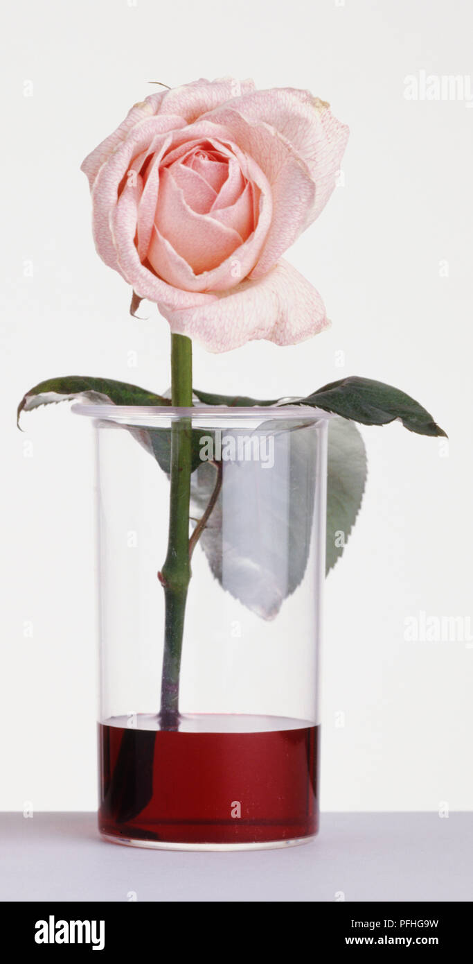 Dirty water test. Rose stem standing in a glass of coloured water Stock ...