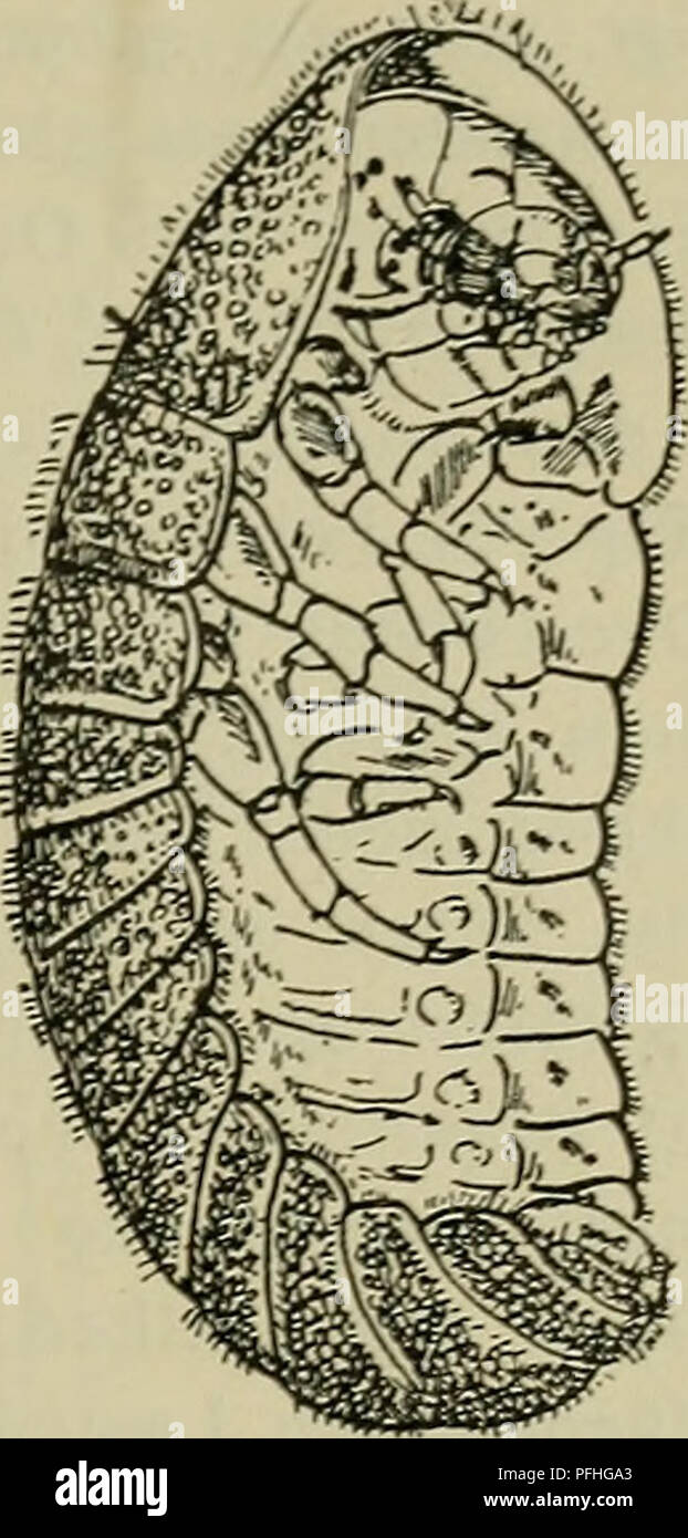 This volume from the Danish fauna series examines various species of ...