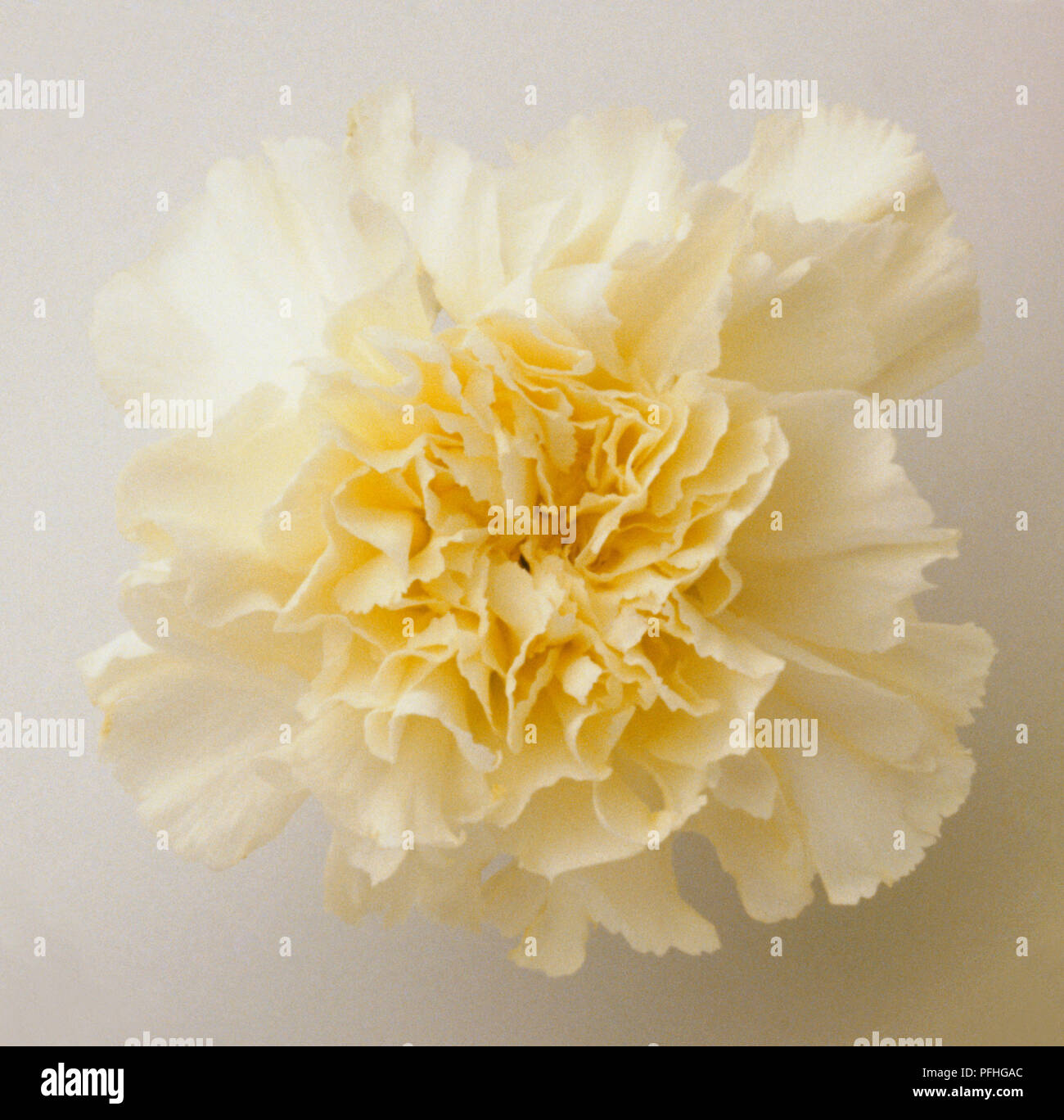 White Carnation flower head Stock Photo - Alamy