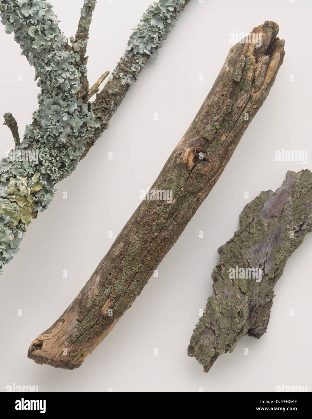 Crusty green lichens Stock Photo - Alamy