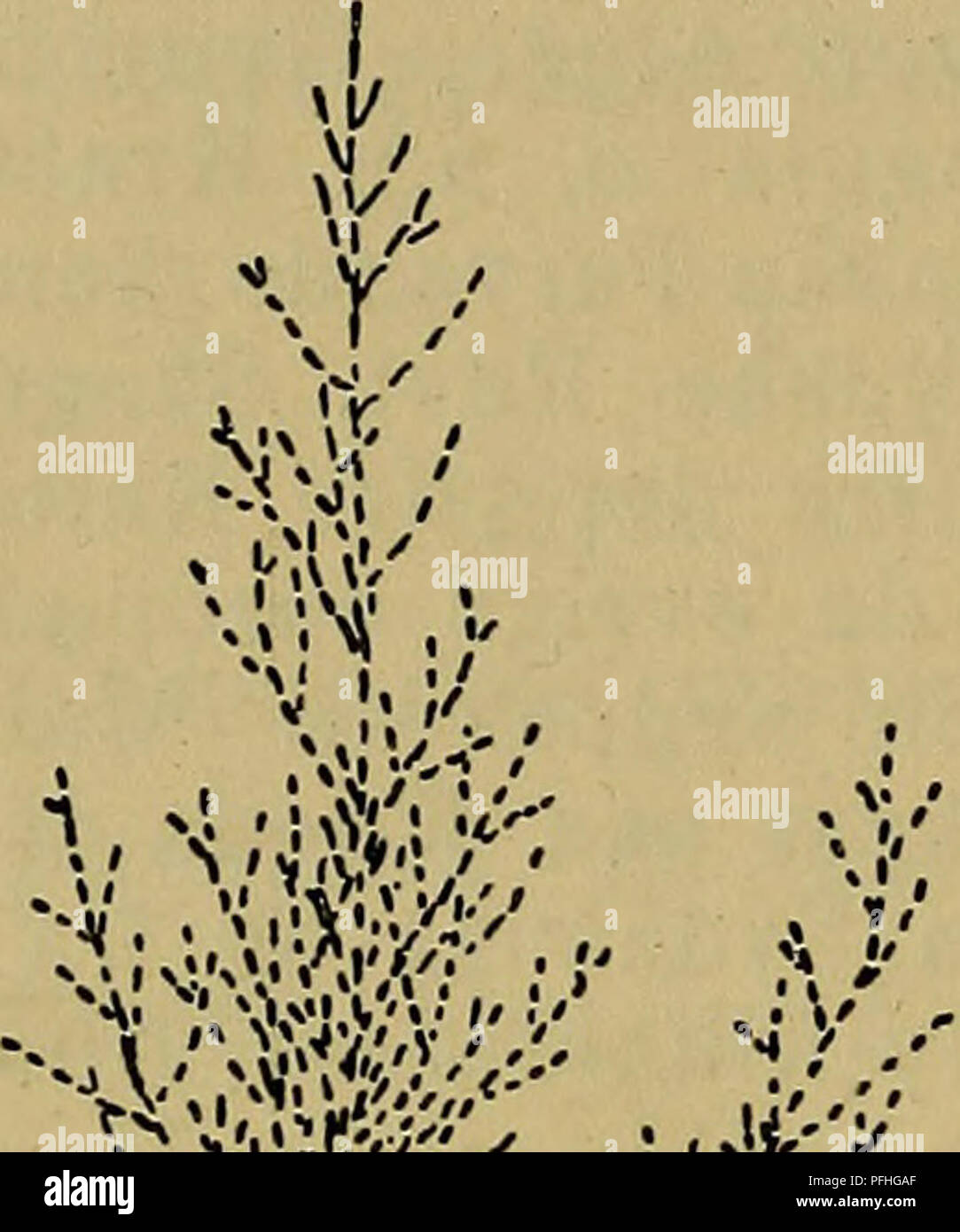 This illustrated guide, *Danmarks Fauna*, presents the diverse animal ...