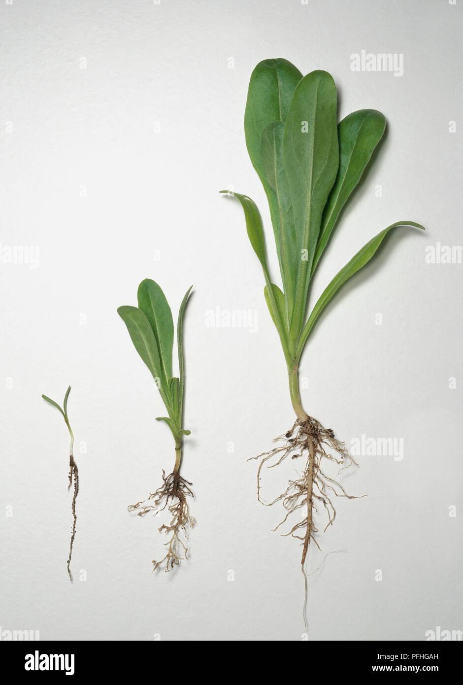 Calendula (Pot Marigold), seedlings with roots Stock Photo - Alamy