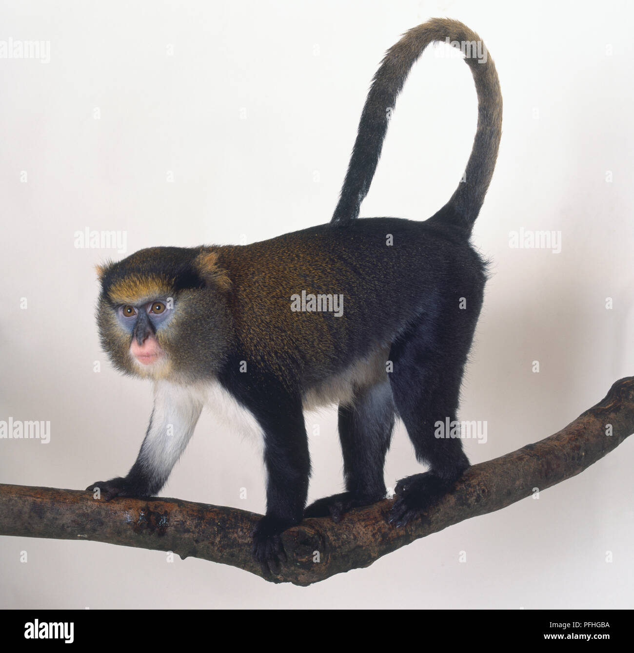 Mona Monkey, Cercopithecus mona, standing on all fours on tree branch ...