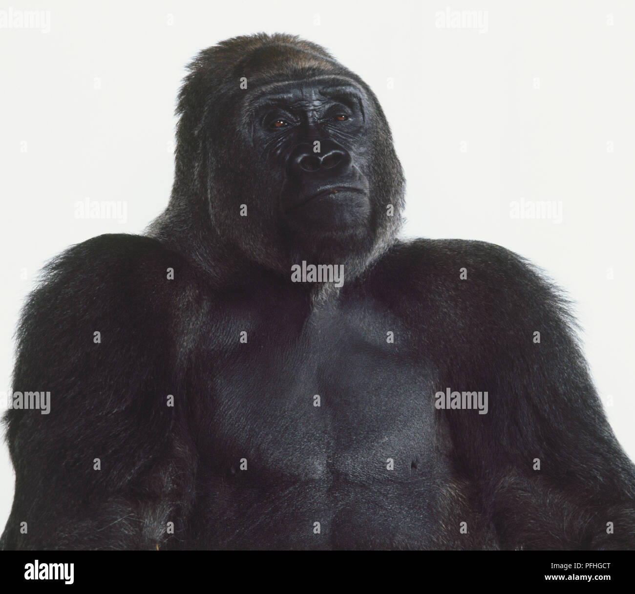 Head and upper torso of adult male Silverback Lowland Gorilla, black ...