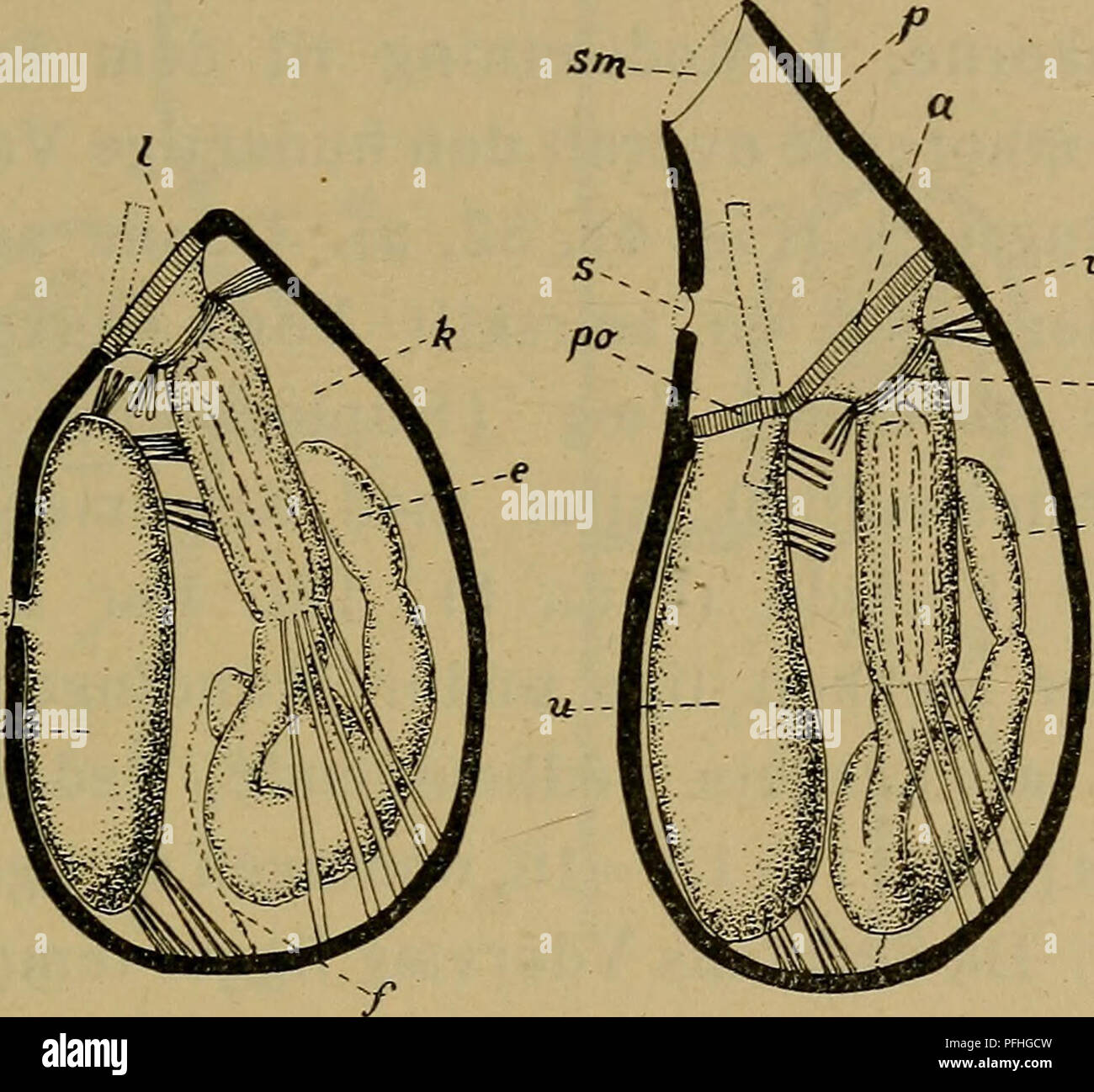 An illustrated guide to Danish fauna, focusing on the morphology of ...