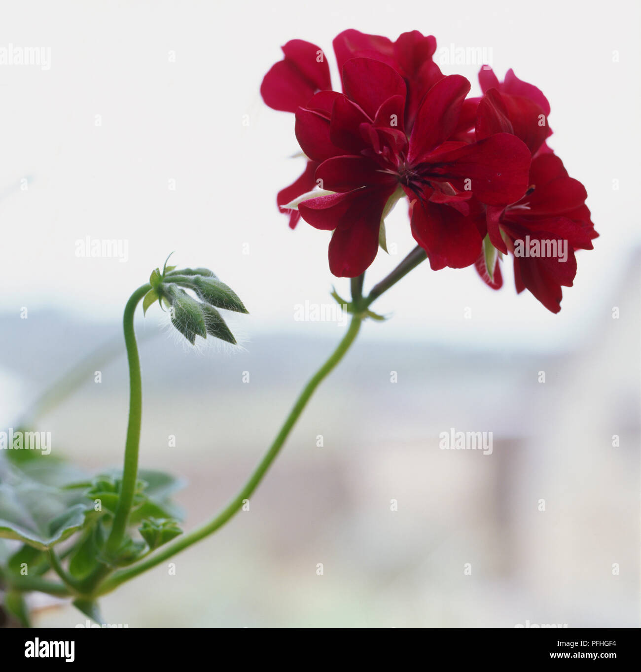 Pelargonium 'Harvard', ivy leaved foliage plant with red flowers Stock ...