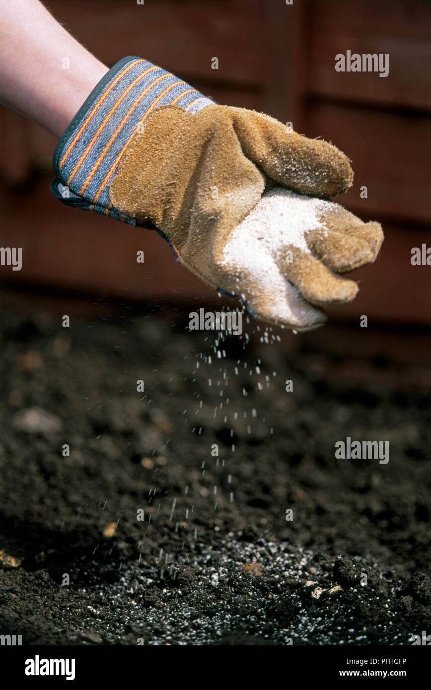 Gloved hand scattering fertilizer over soil, close-up Stock Photo - Alamy