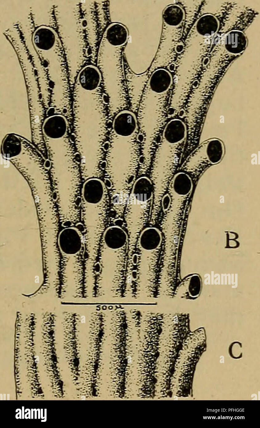 Illustration of Homera lichenoides, a colonial marine bryozoan species ...