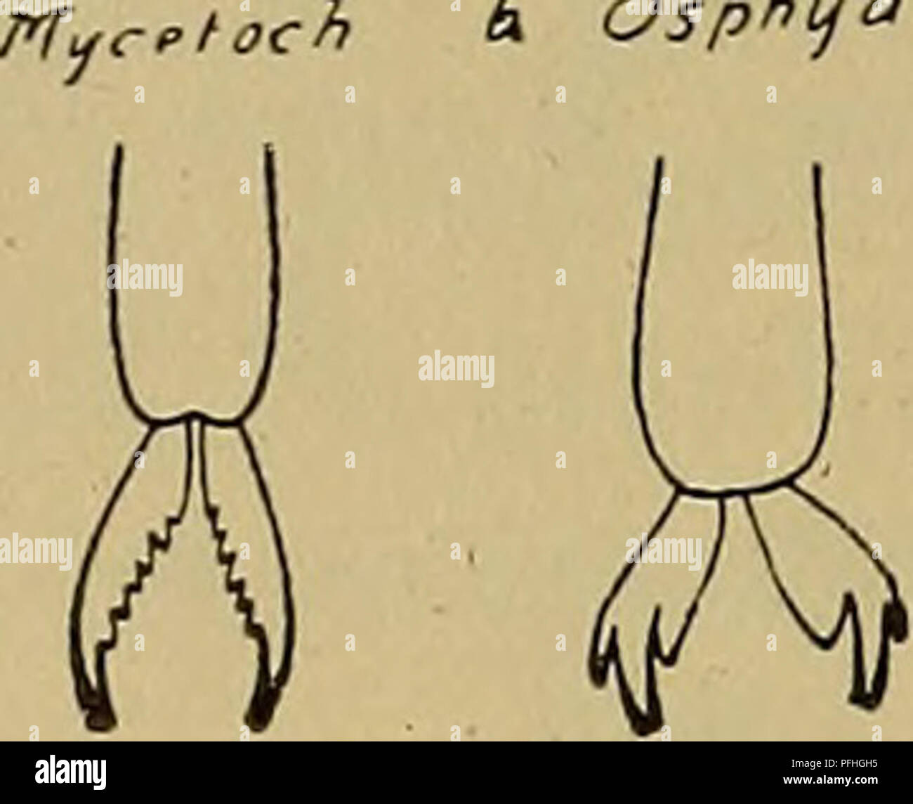 An illustrated guide to Danish fauna, this page focuses on the ...