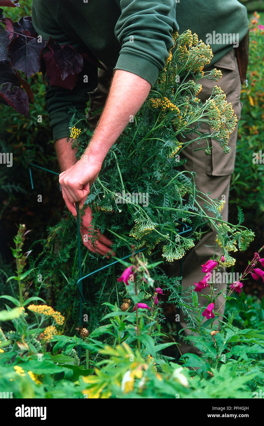 Supports around garden plant being replaced Stock Photo - Alamy