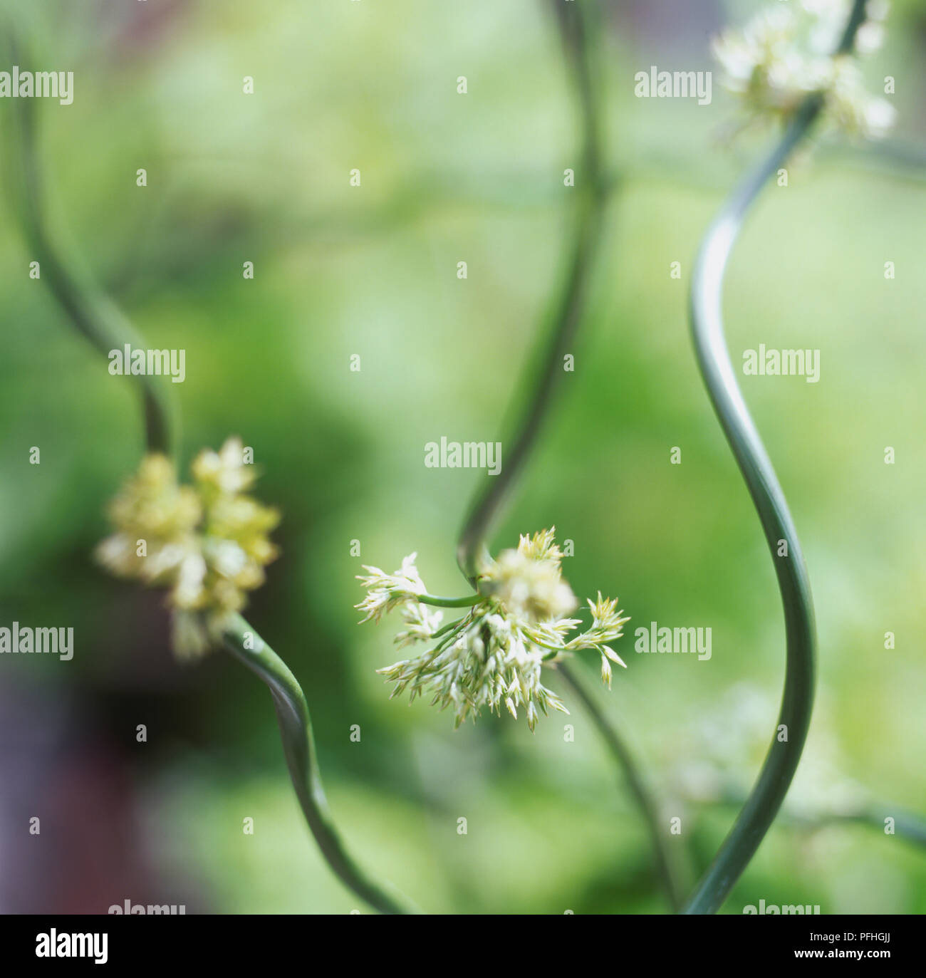 Juncus effusus f. spiralis, Corksrew Rush, tangle plant with glossy ...