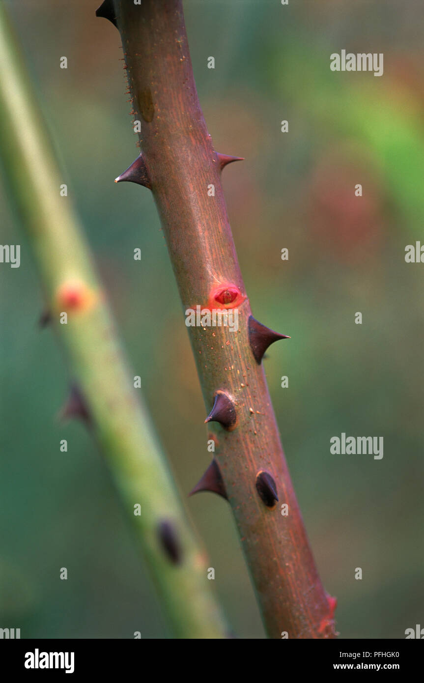 Rose bud with thorns hi-res stock photography and images - Alamy