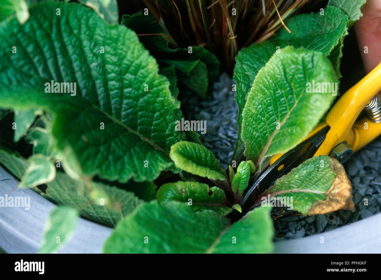 Using secateurs to remove yellowing leaves from Primula during summer ...