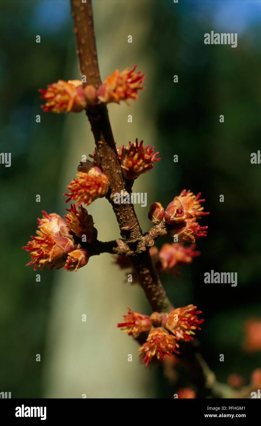Acer Rubrum Flower