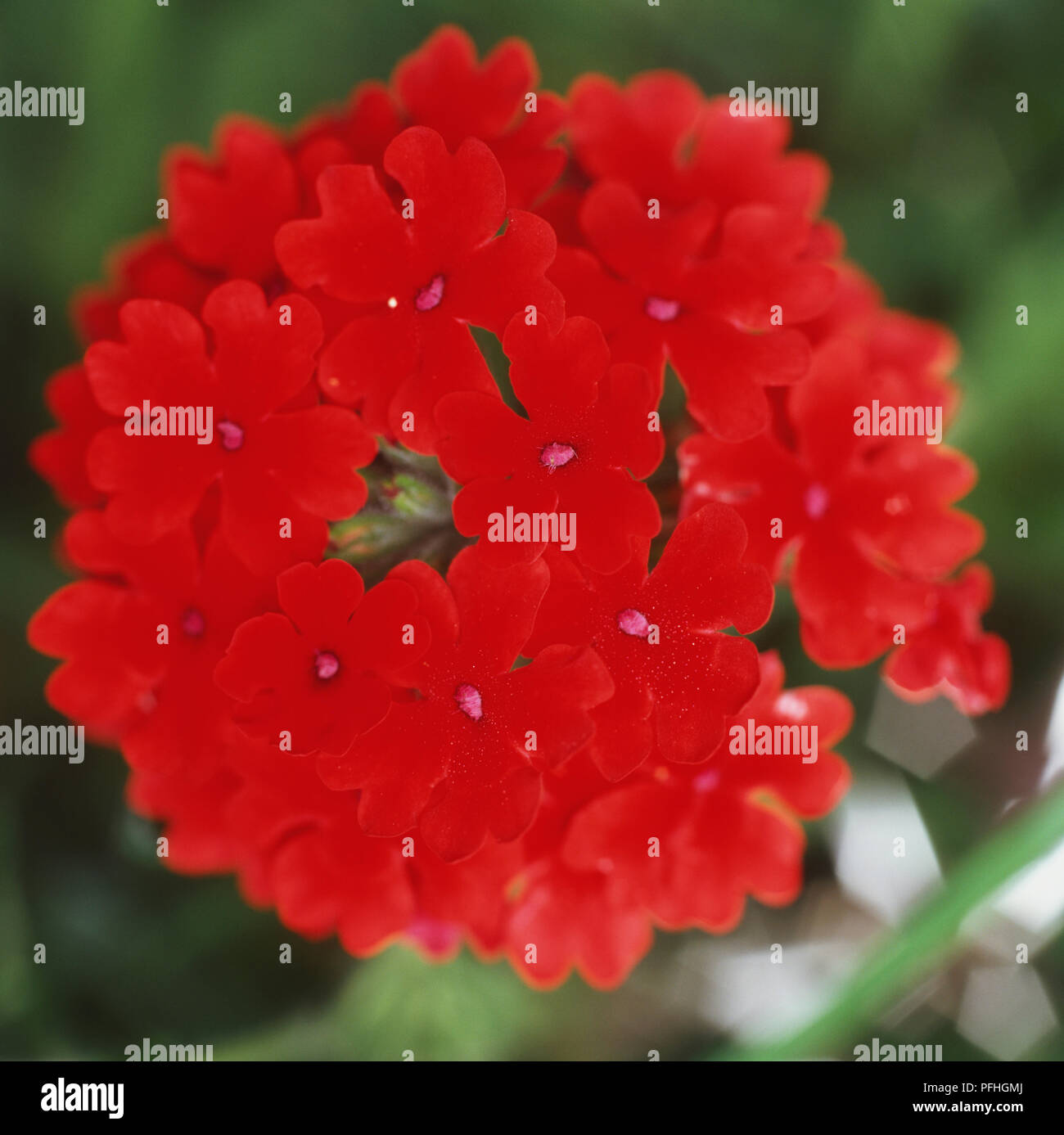 Aztec red trailing hi-res stock photography and images - Alamy