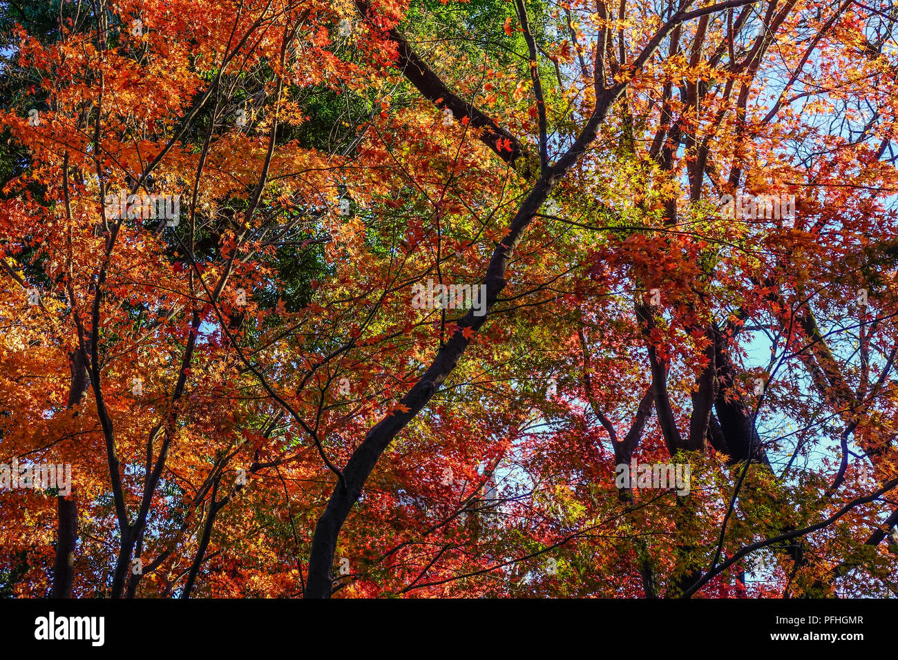 Maple trees with colorful leaves at autumn garden in Tokyo, Japan Stock ...