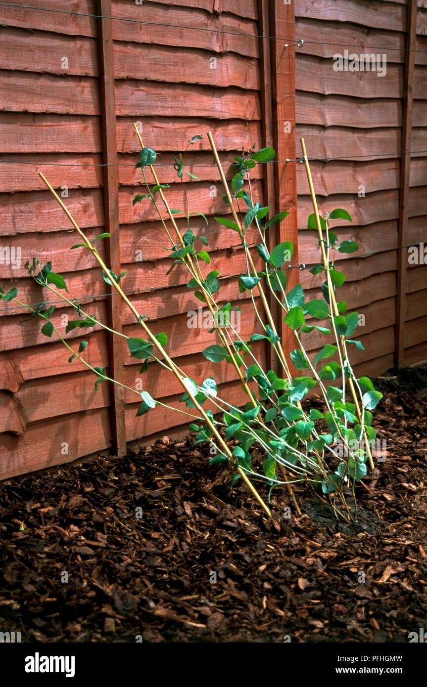 Stems running up canes leaning against a wooden fence Stock Photo - Alamy