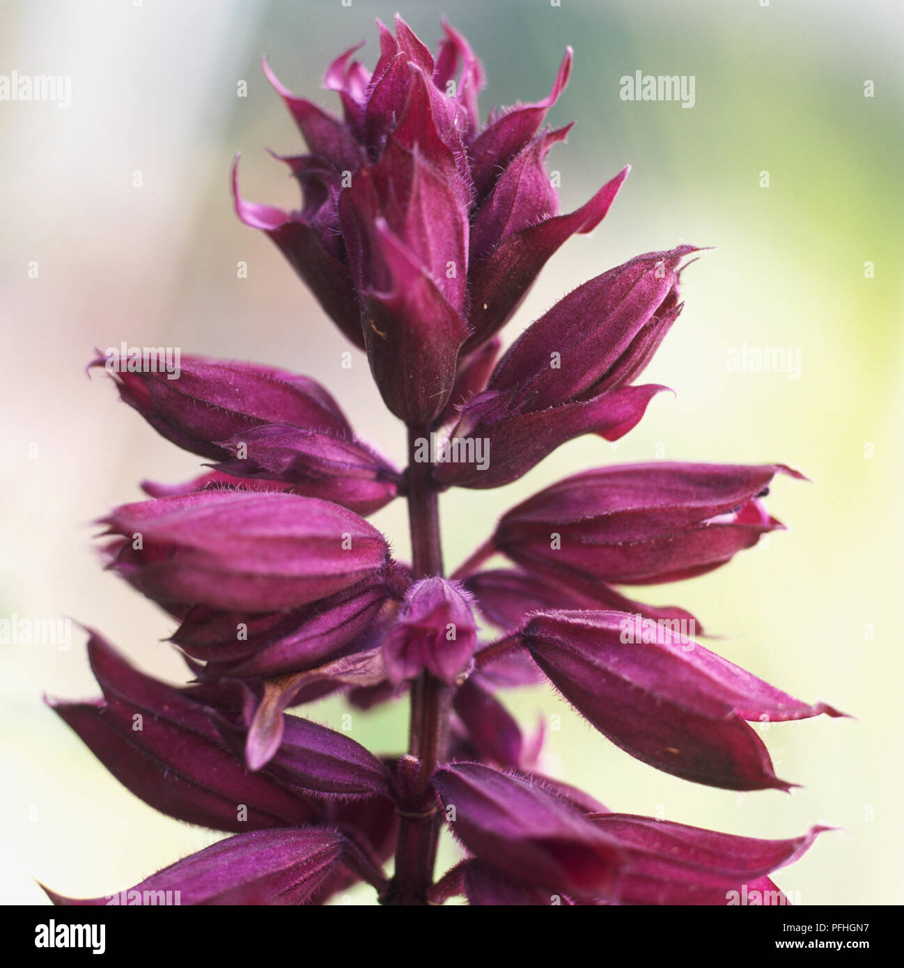 Salvia splendens 'Purple', Scarlet Sage, deep purple leafed plant Stock ...
