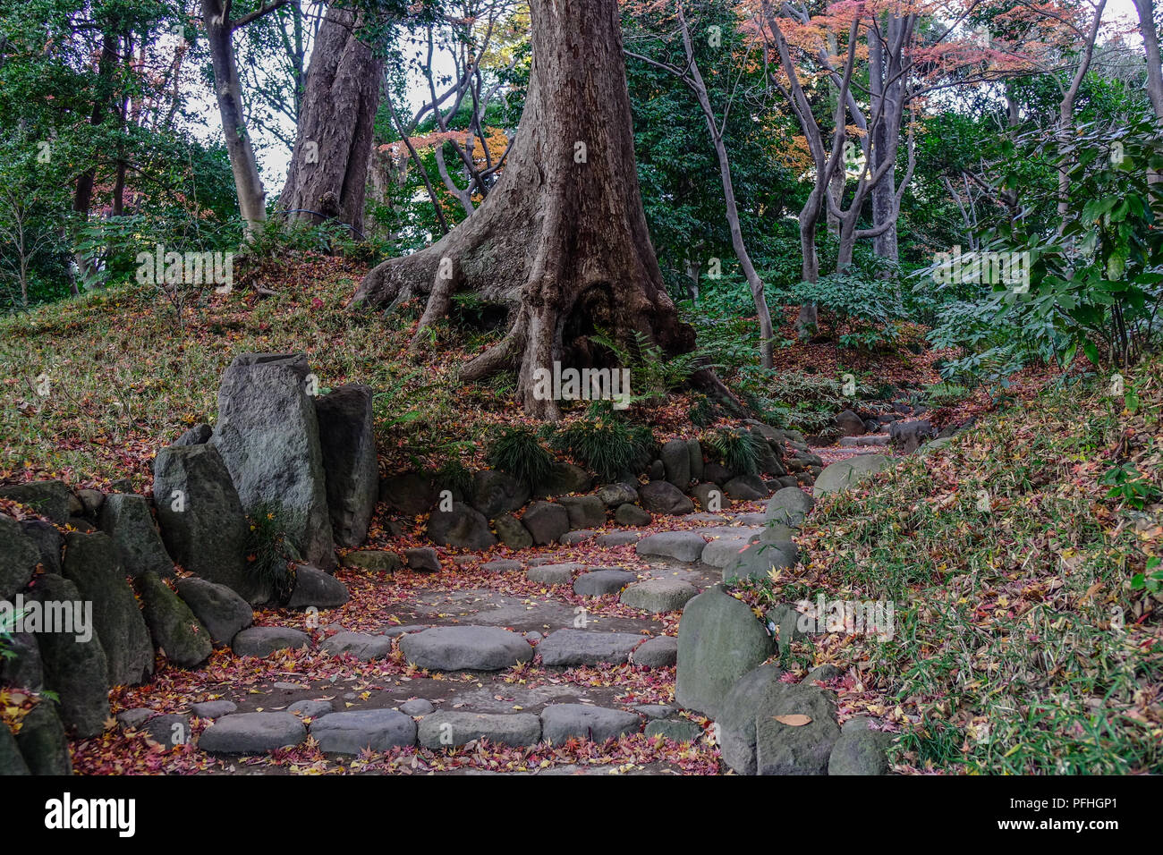 Maple trees with colorful leaves at autumn garden in Tokyo, Japan Stock ...