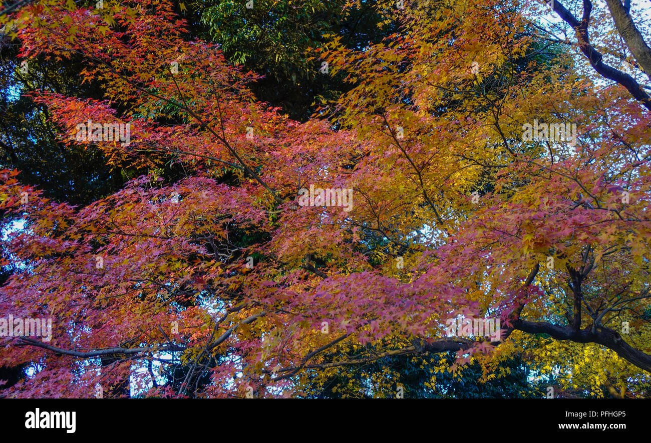 Maple trees with colorful leaves at autumn garden in Tokyo, Japan Stock ...