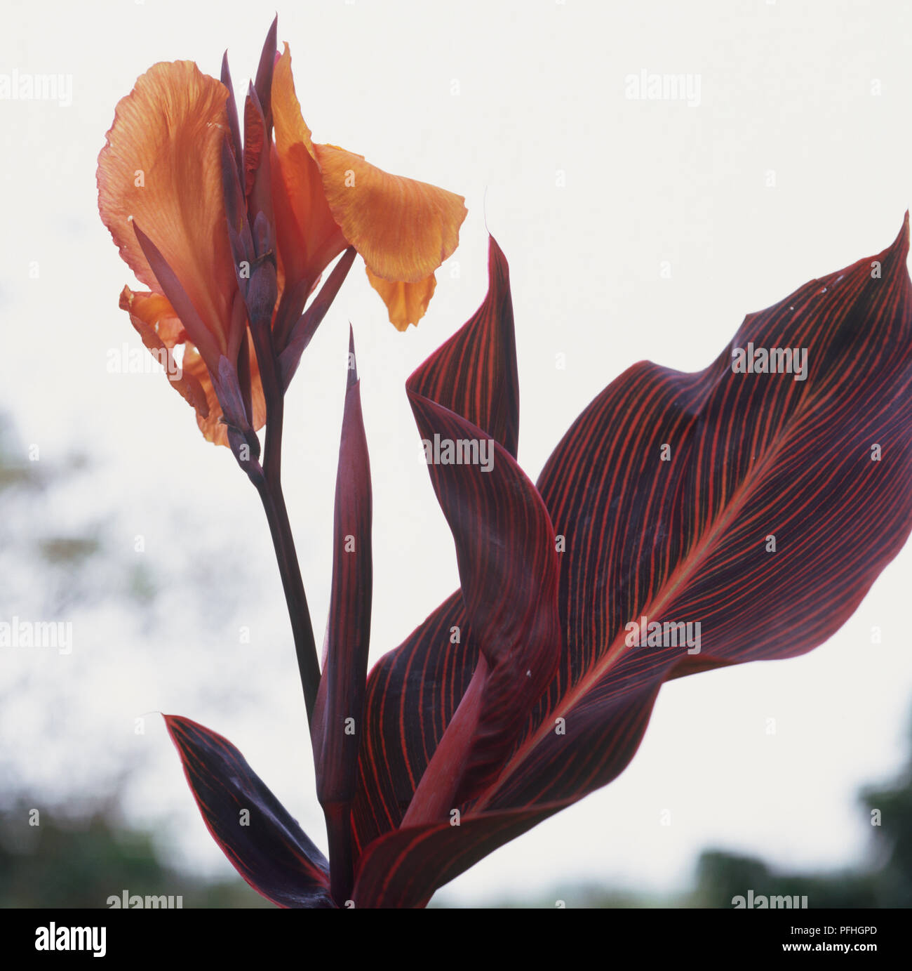Indian Shot Plant, Canna 'Durban', purple leaves with pink stripes and ...