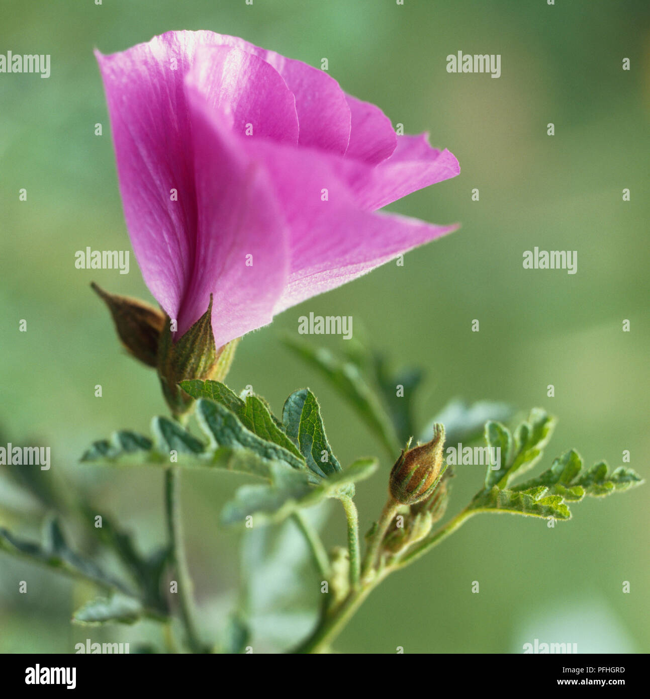 Alyogyne hi-res stock photography and images - Alamy