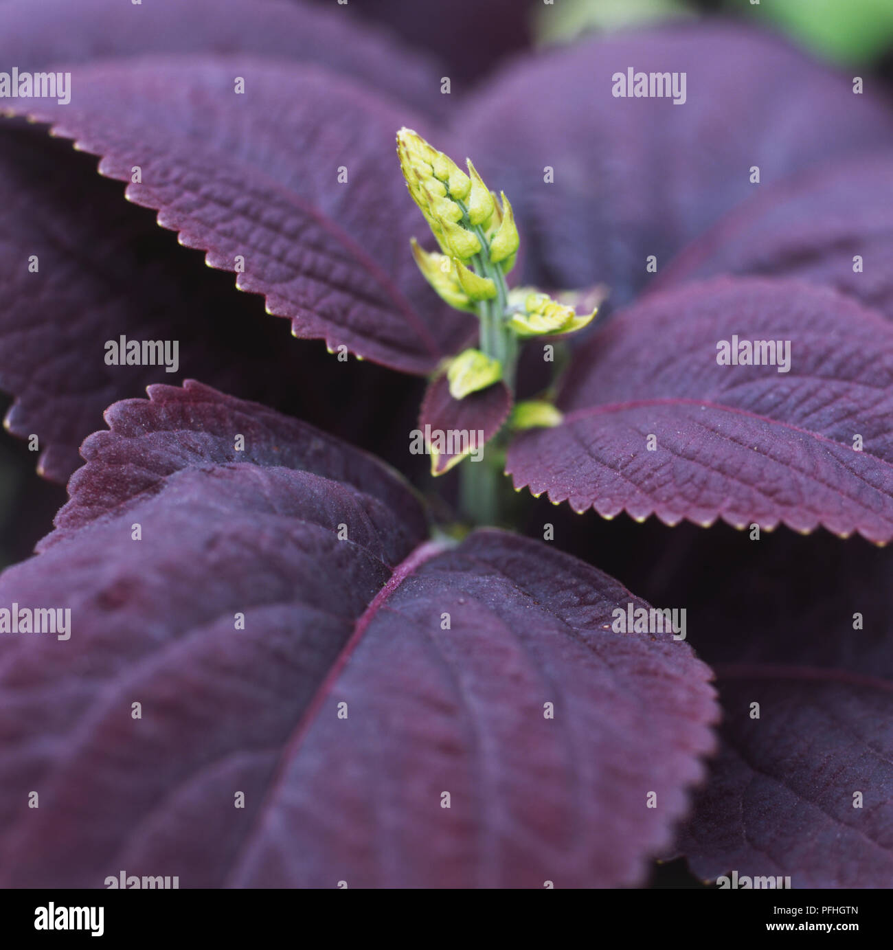 Solenostemon 'Black Prince', Flame Nettle, Painted Nettle, purple mat ...