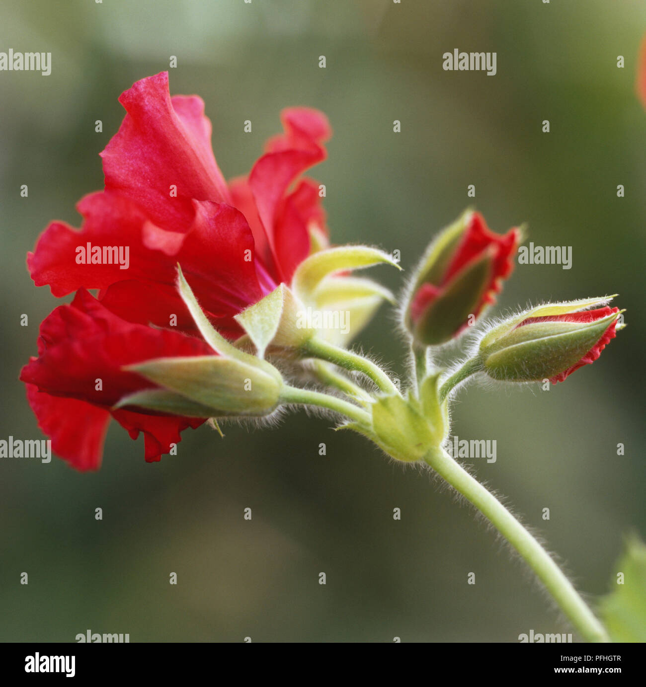Regal geranium flower hi-res stock photography and images - Alamy