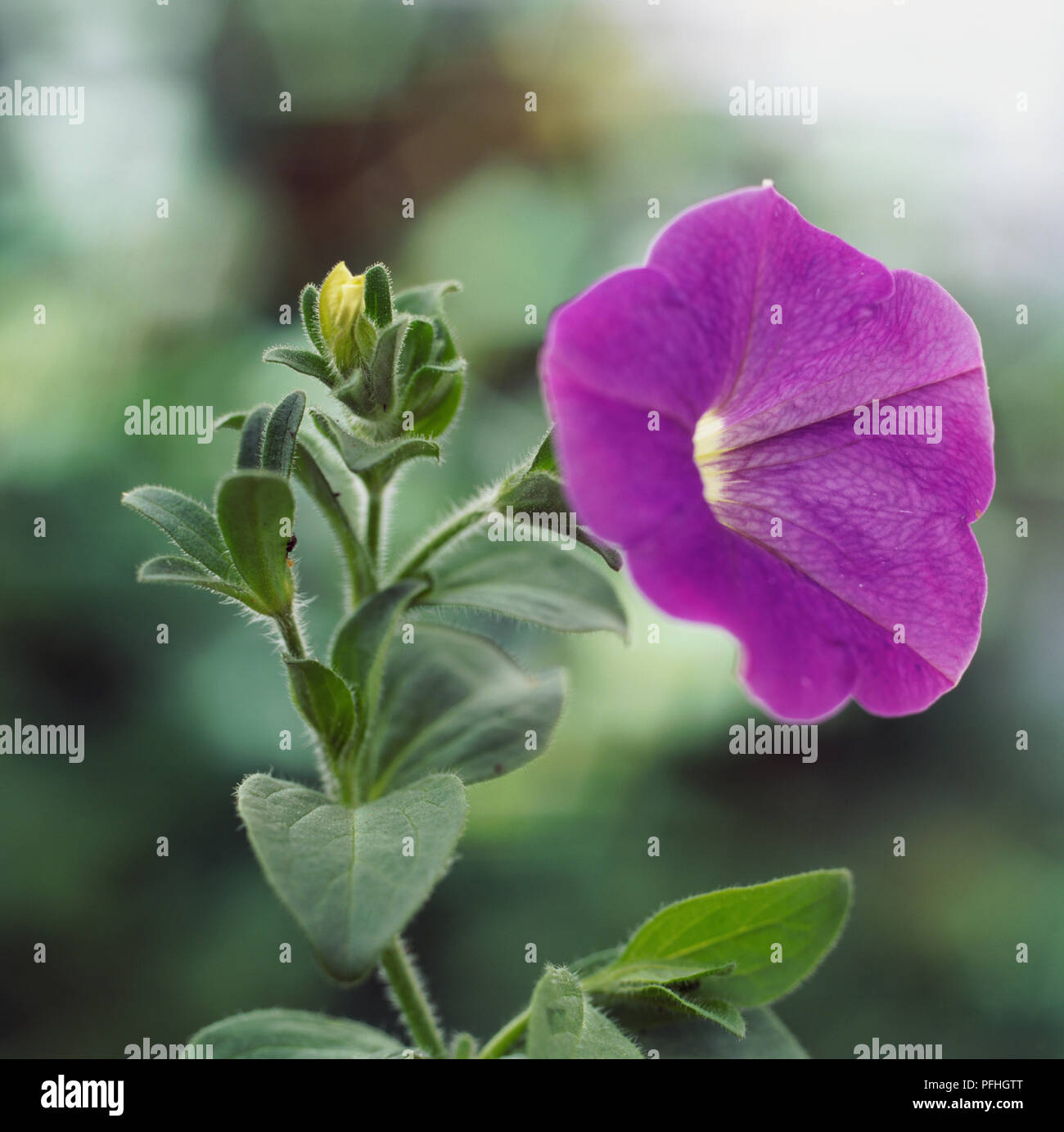 Petunia 'Blue Trailing', striking blue flower green foliage Stock Photo ...
