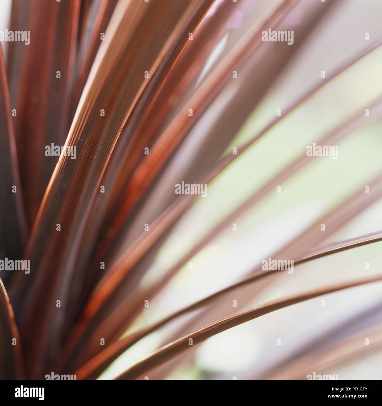 Cordyline australis 'Torbay Red', New Zealand Cabbage Palm, green red ...