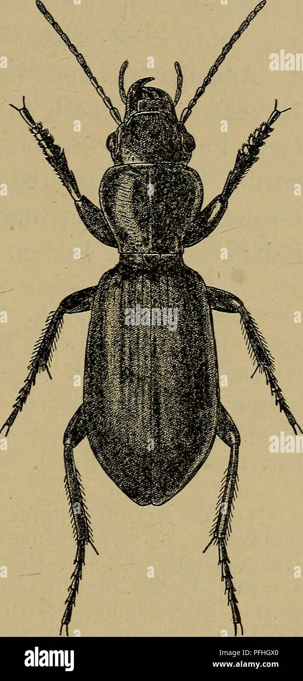 This Danish work offers a detailed illustrated guide to the fauna of ...