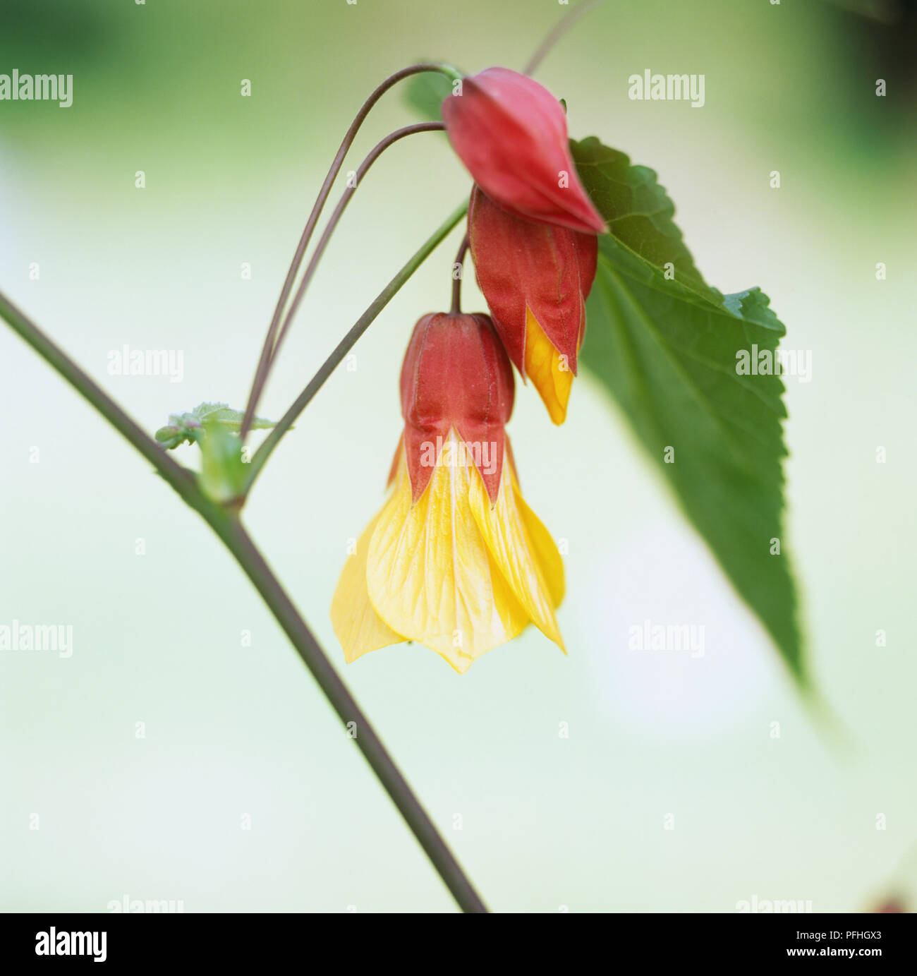 Abutilon ‘kentish belle’ hi-res stock photography and images - Alamy