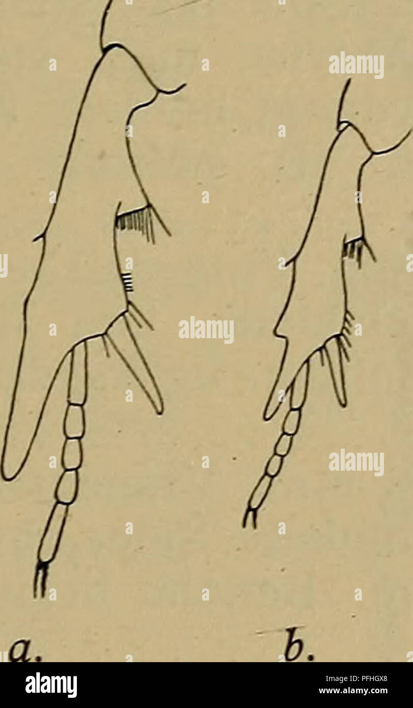 This image illustrates various beetle species, including Dyschirius ...