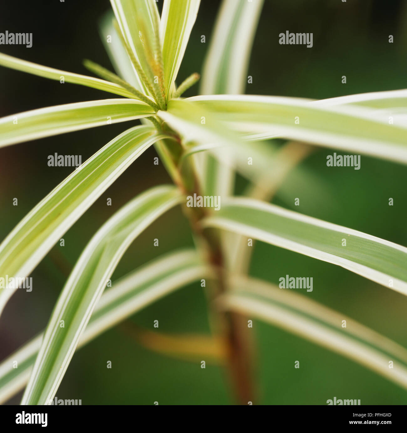 Carex phyllocephala 'Sparkler', green and cream striped grass like ...
