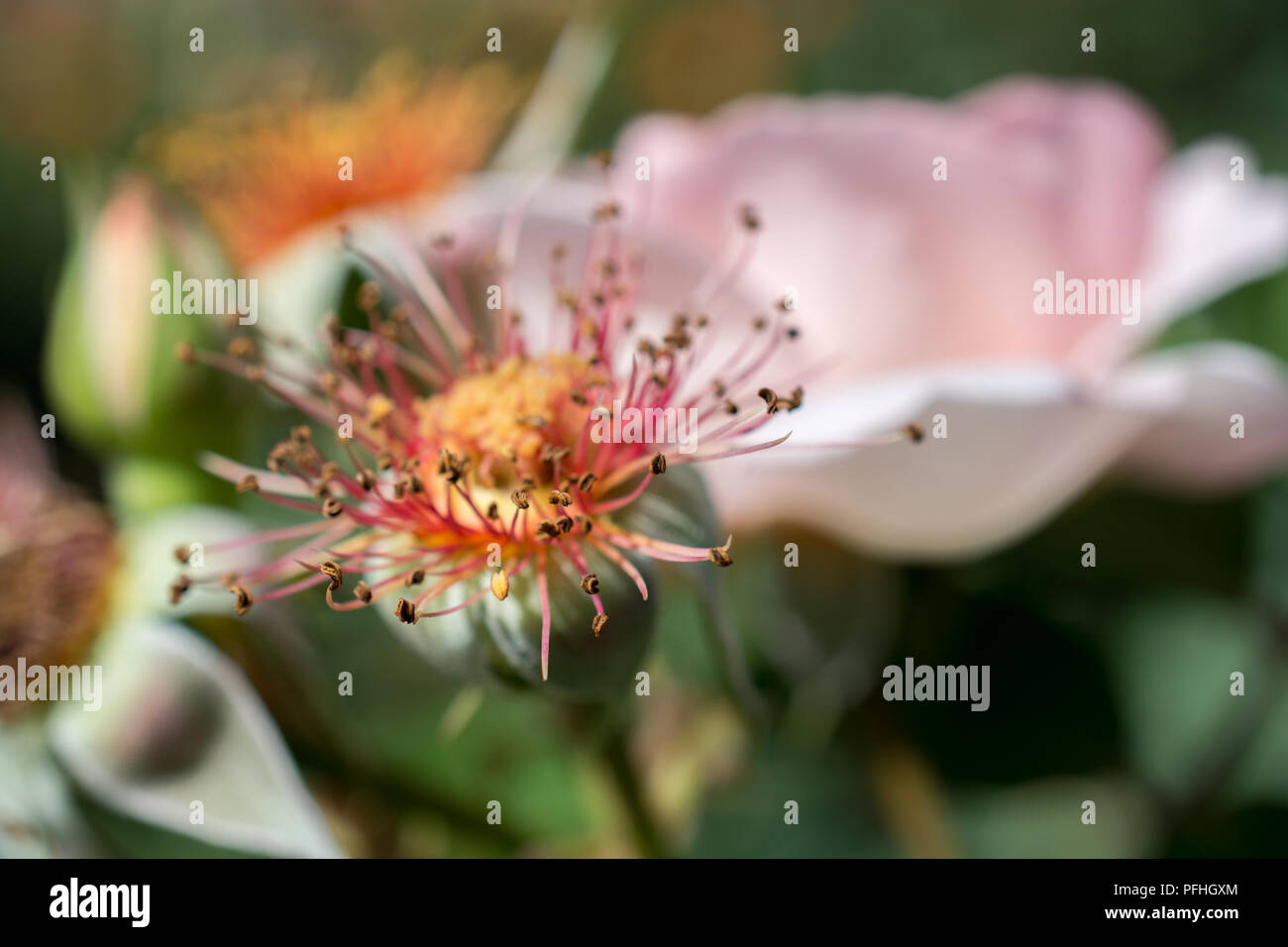 Flower without petals hi-res stock photography and images - Alamy