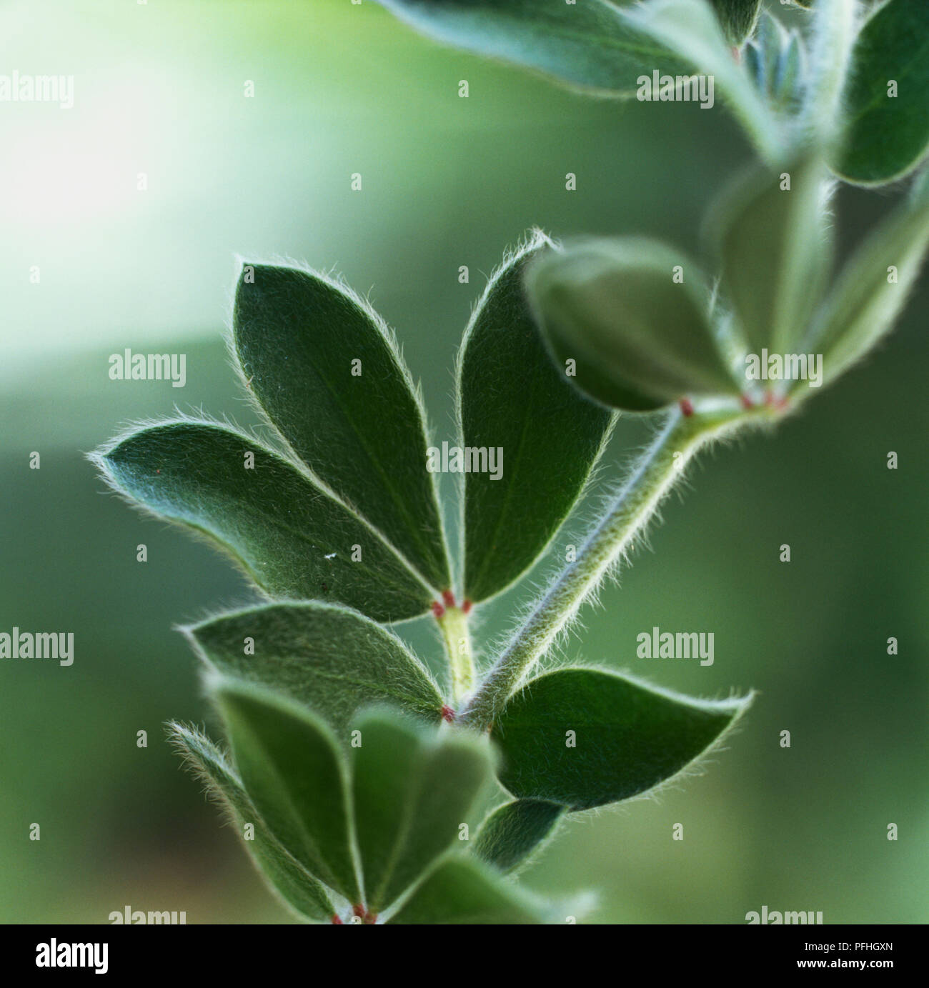 Silver lotus leaves hi-res stock photography and images - Alamy