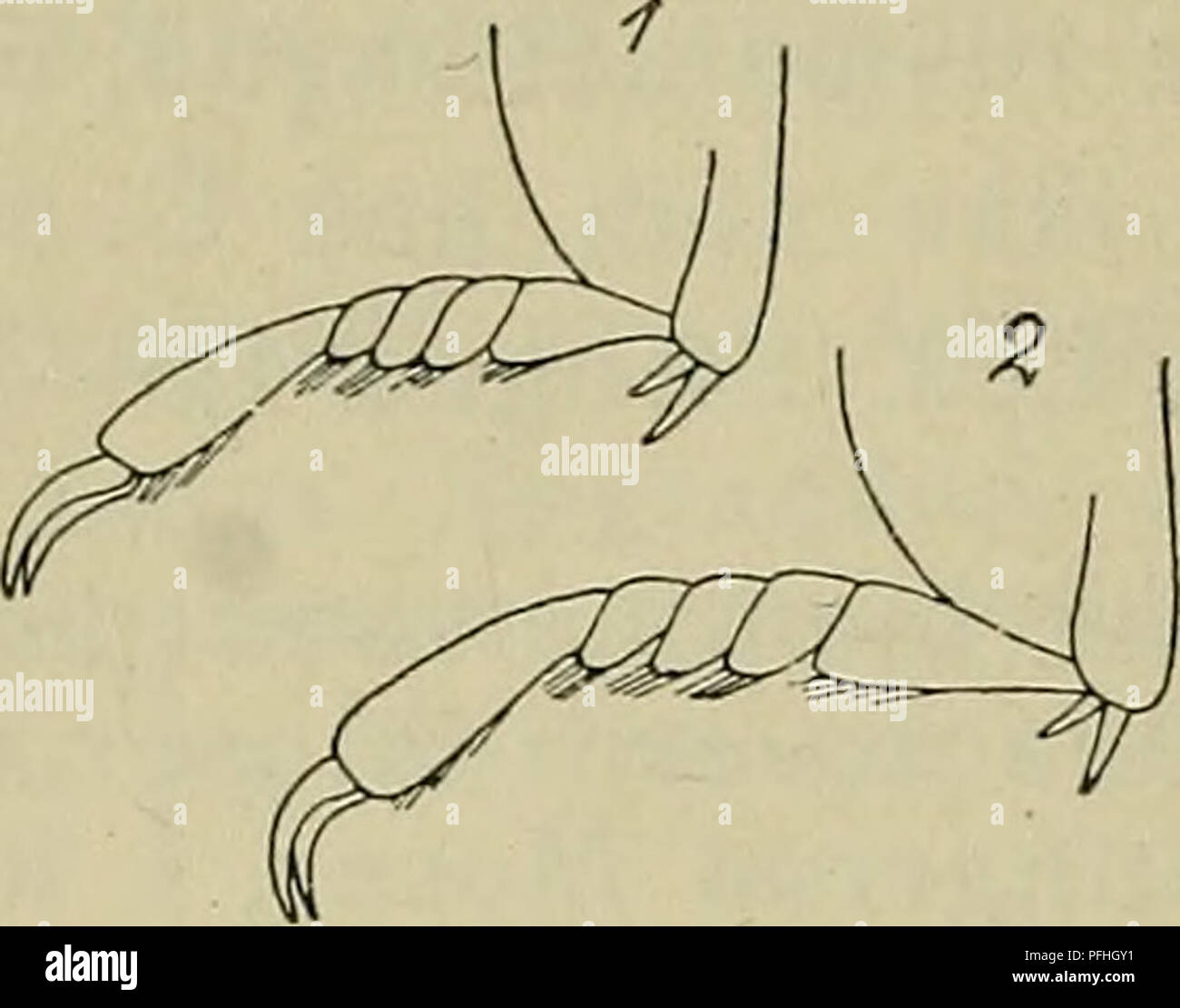 This illustration from *Danmarks Fauna* details the anatomy of *Byrrhus ...