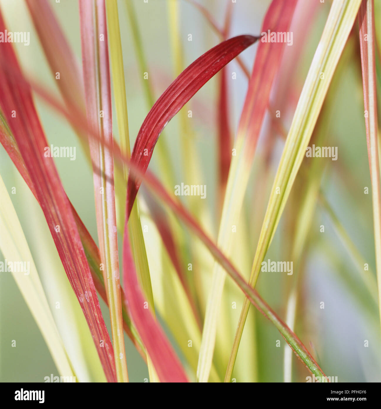 Imperata cylindrica 'Rubra', green and red grass like leaves Stock ...
