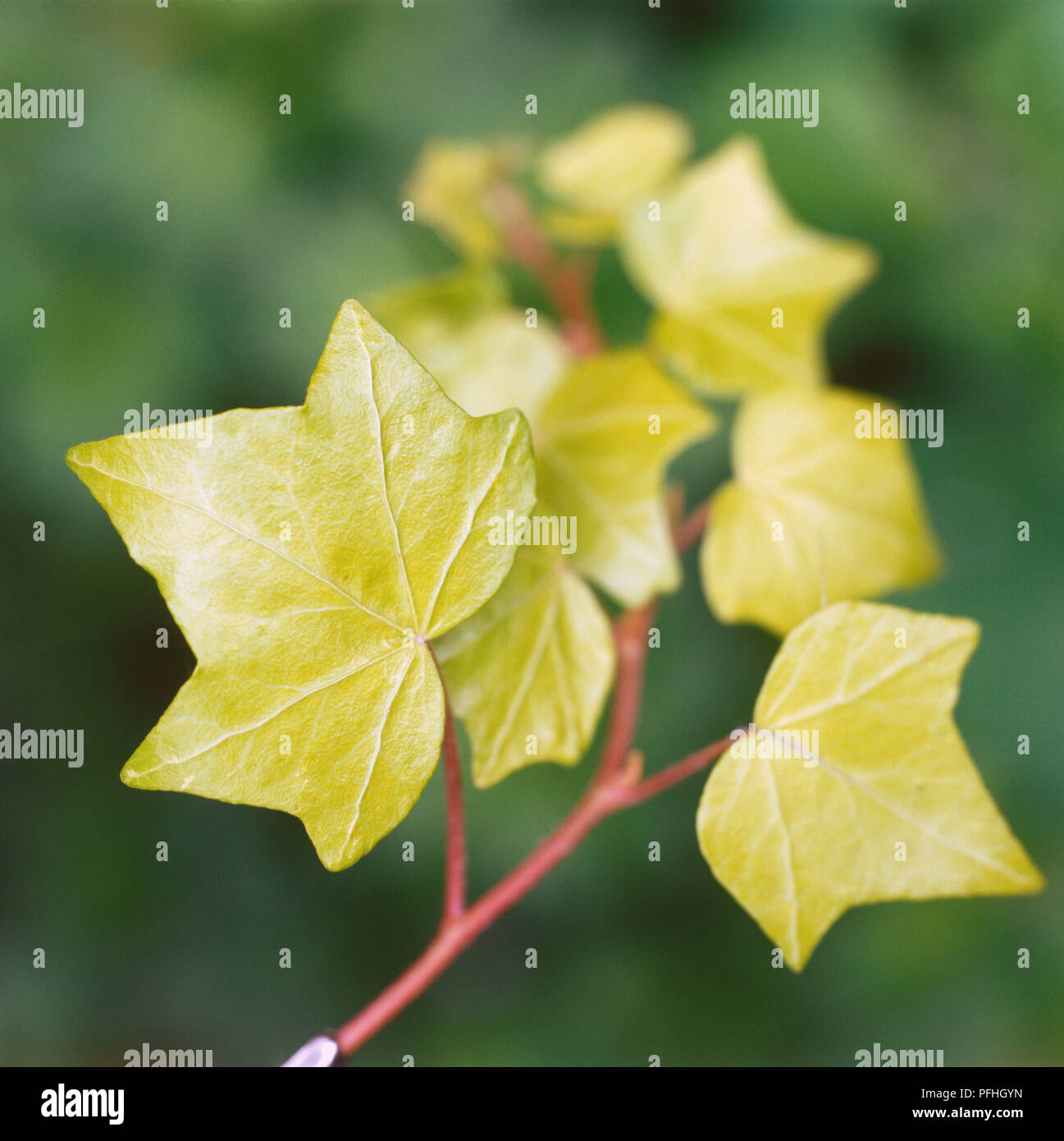 Hedera helix 'Amberwaves', yellow green five pronged leaves Stock Photo ...