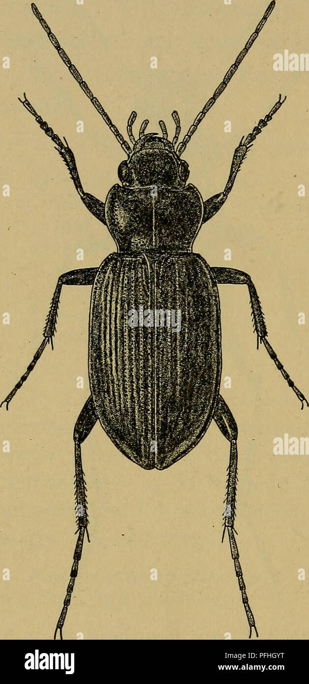 This image is from 'Danmarks Fauna,' an illustrated guide to Denmark’s ...