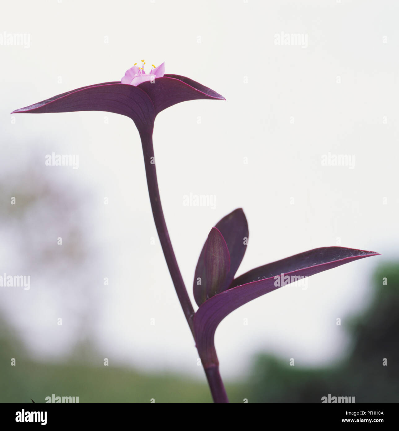 Tradescantia pallida 'Purpurea', dark foliage plant Stock Photo - Alamy