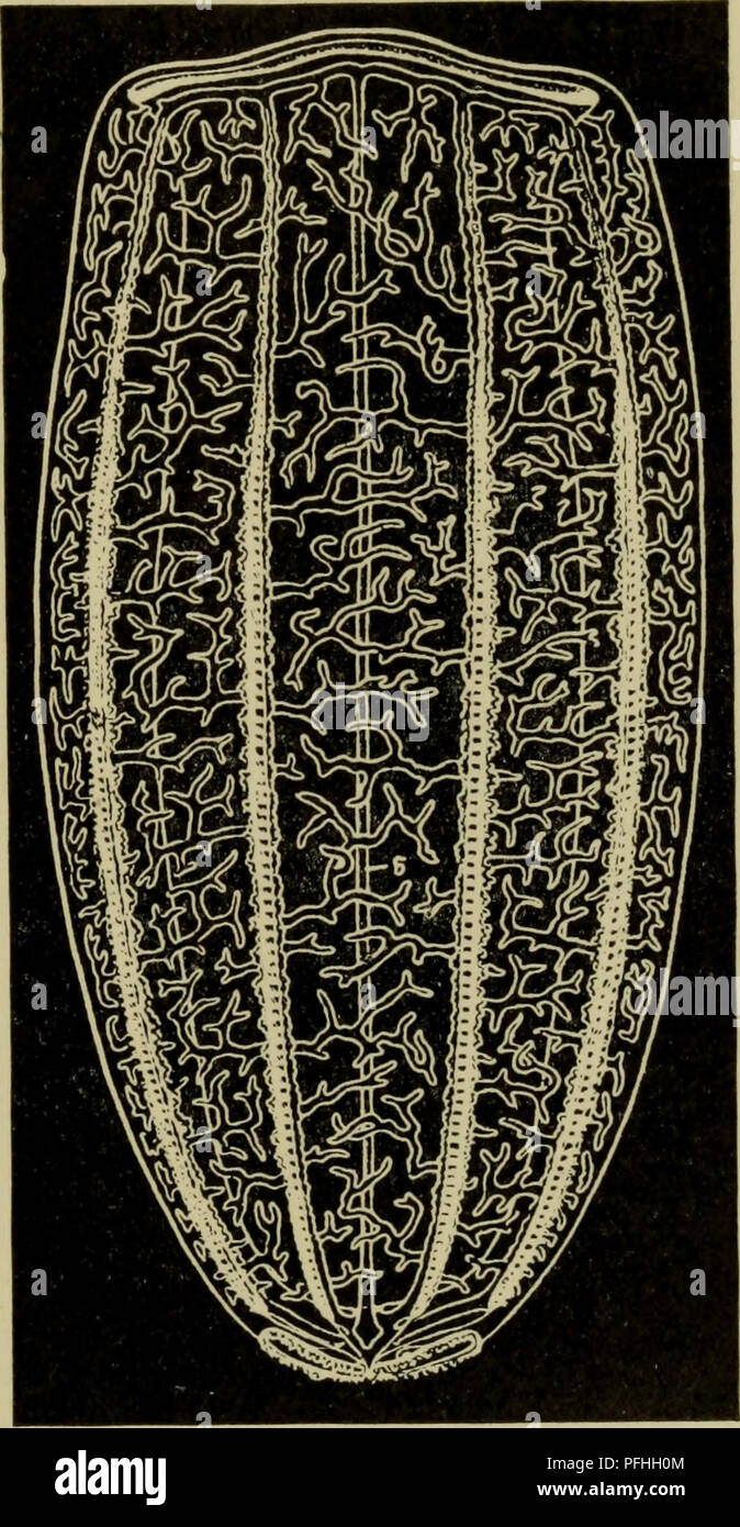 . Danmarks fauna; illustrerede haandbøger over den danske dyreverden ...