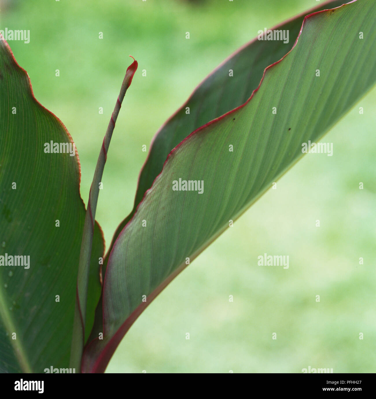 Indian Shot Plant, Canna musifolia, large green rubber like leaves ...