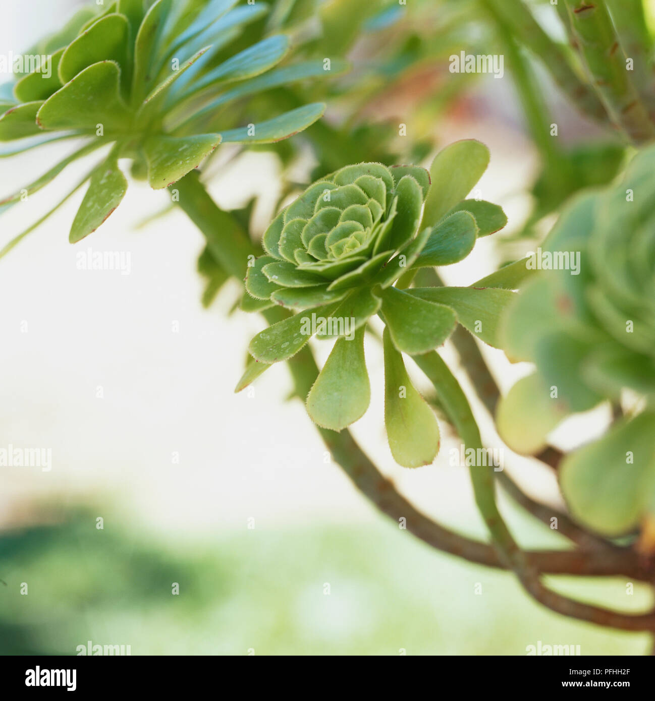 Aeonium arboreum, yellow green leaf rosette on top of stem Stock Photo ...