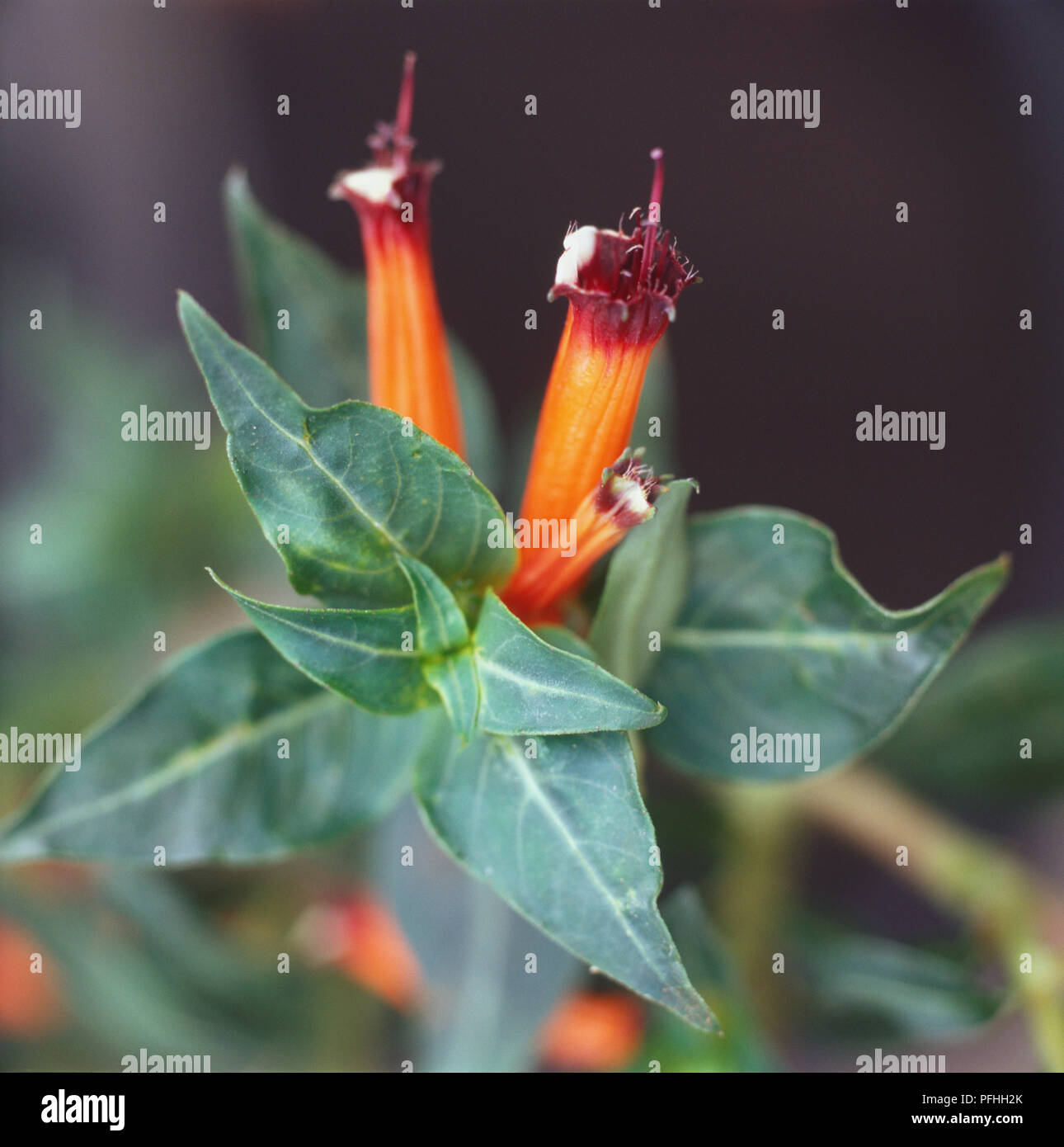 Cuphea ignea, Cigar Flower, small bright red with black and white lip ...