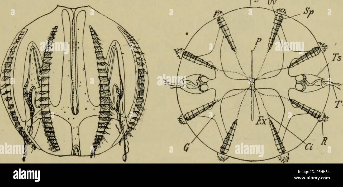 Man munden hi-res stock photography and images - Alamy