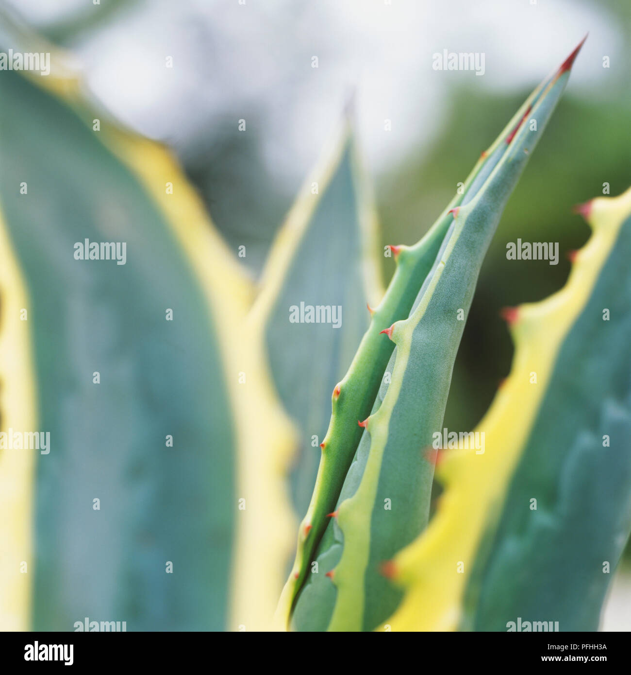 Agave americana 'Variegata', spiky stiff leaves Stock Photo - Alamy