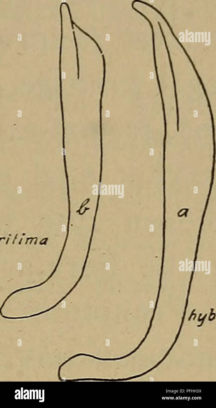 This illustrated guide to Danish fauna provides detailed descriptions ...