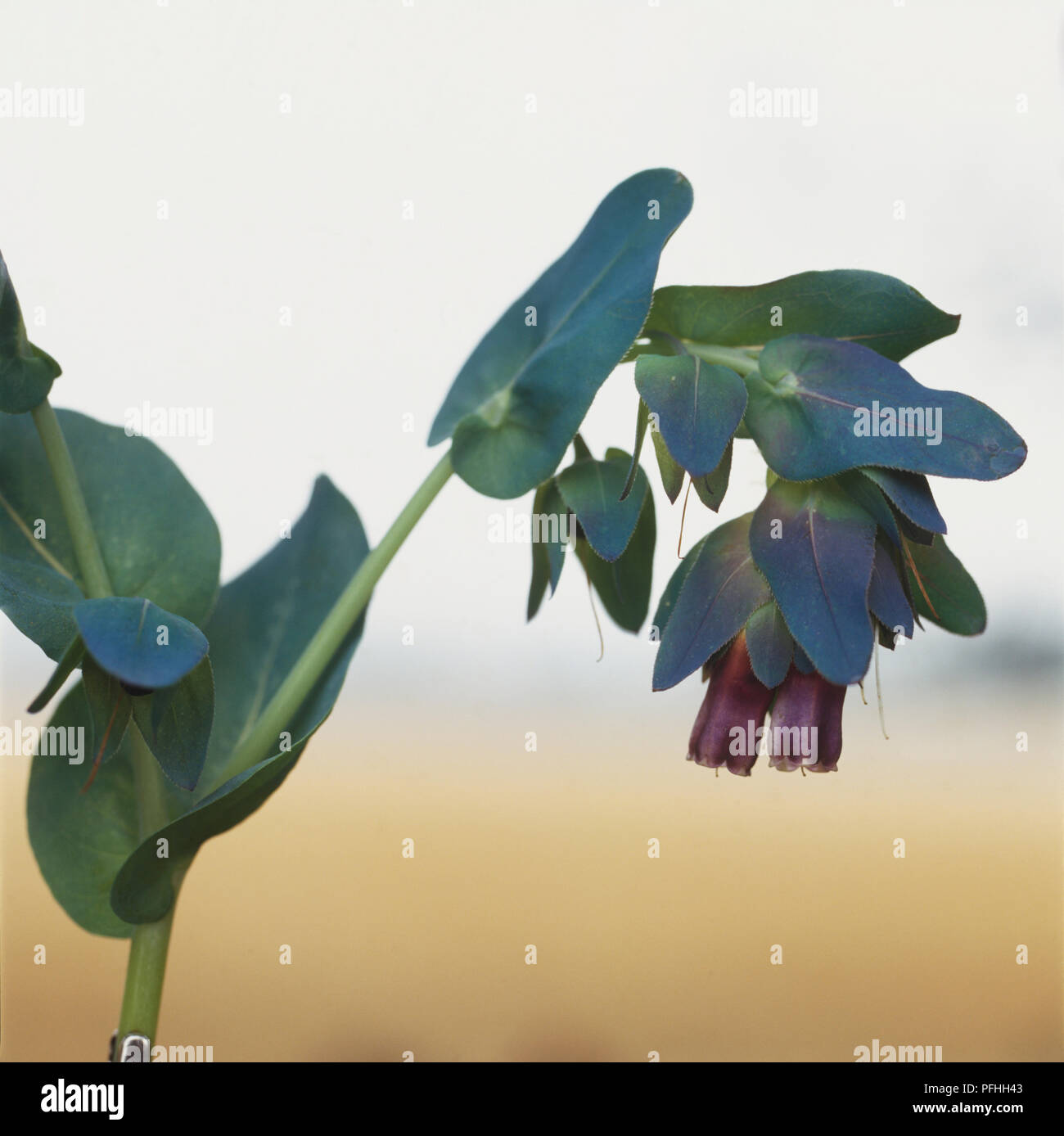 Cerinthe major purpurascens hi-res stock photography and images - Alamy